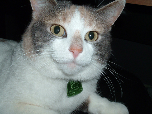 I are serious cat! | Funny Cat Pictures