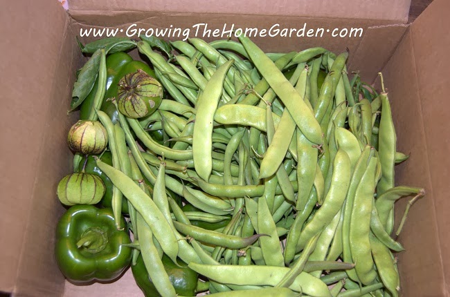 Vegetable Family: Legumes (Leguminosae) - Growing The Home Garden