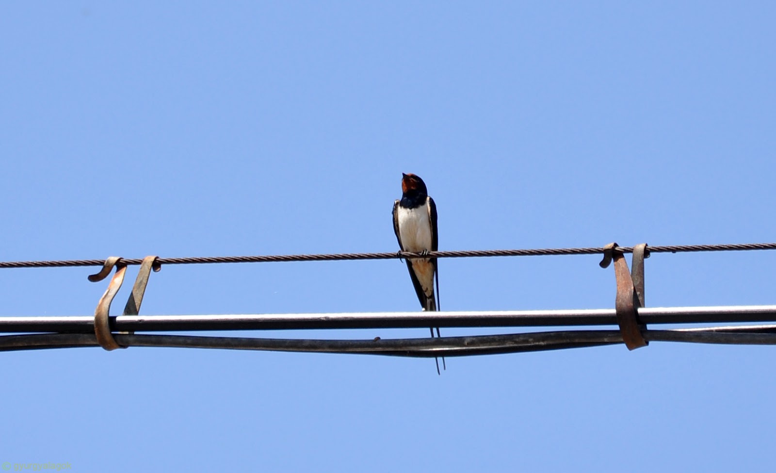 Ilyen a természetünk: Füsti fecske ficsereg