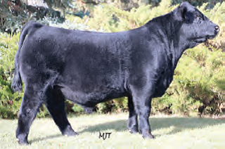 Canadian Angus Association Blog