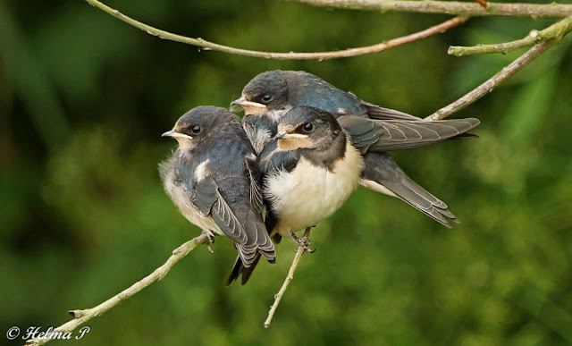 Helma's natuurfoto's: Zwaluwtjes worden gevoerd.....