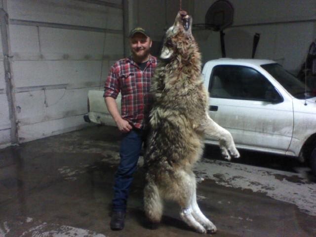 Largest Wolf Ever Recorded