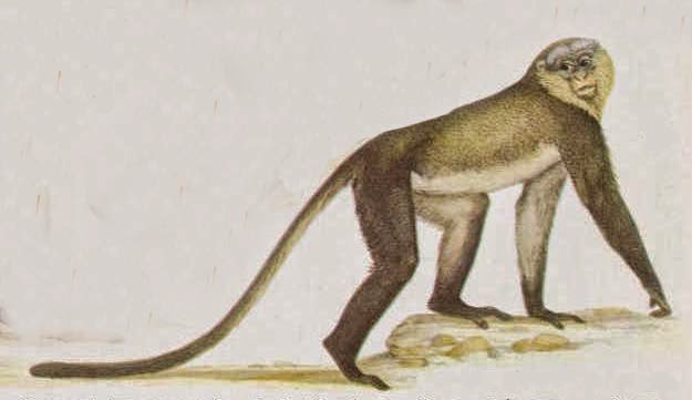 Mamíferos y marsupiales mammals of the earth: Cercopiteco de Campbell ...