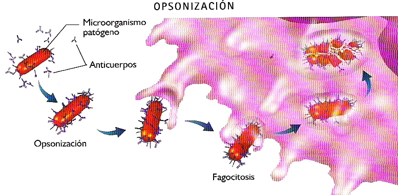 Estudiante de medicina: Inmunidad innata