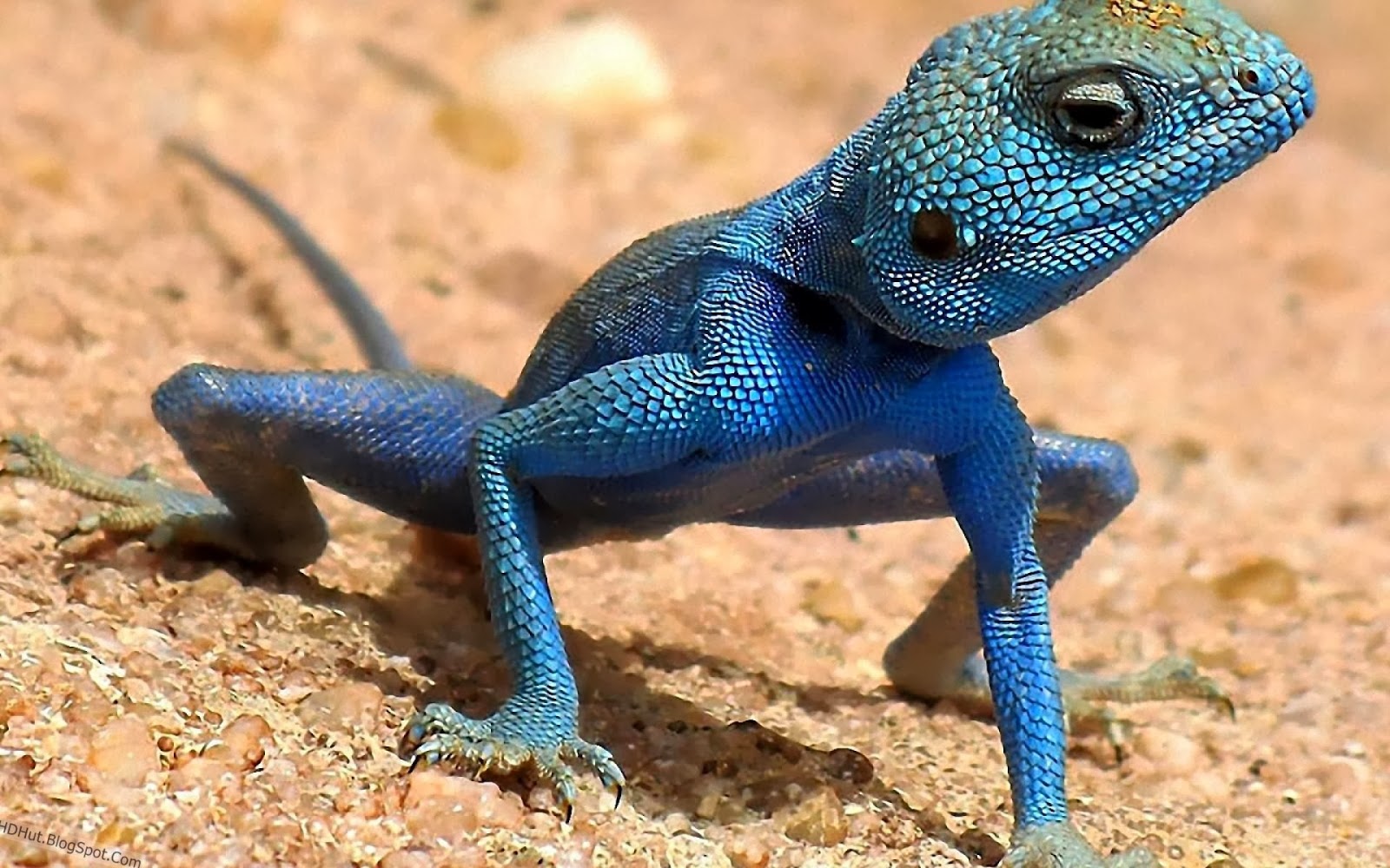 Top 25 Most Incredible Lizard Wallpapers In HD