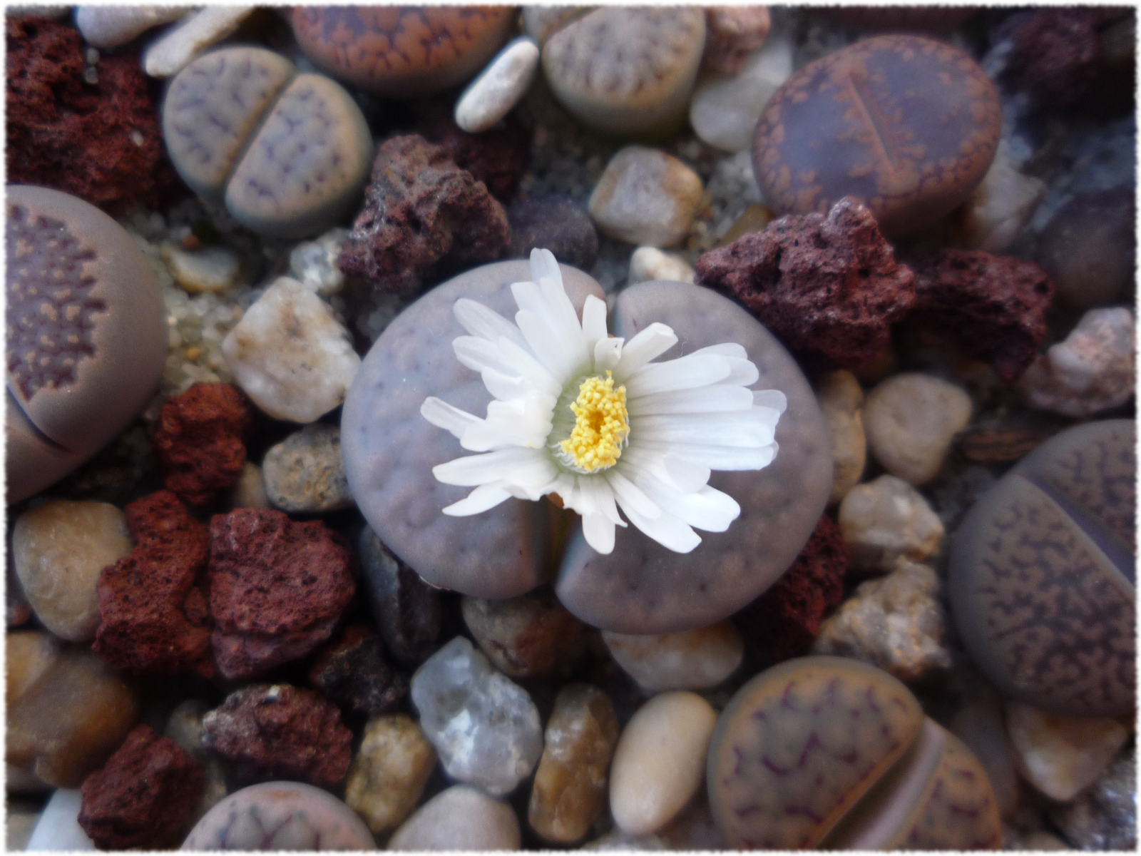 Mundo suculento: Lithops desde semilla con flor blanca