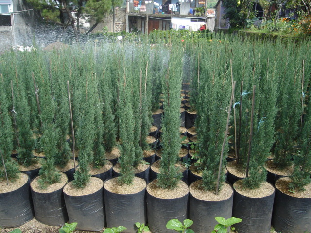 JUAL CEMARA MORPOK | CEMARA LILIN | CEMARA KIPAS | CEMARA PINUS ...