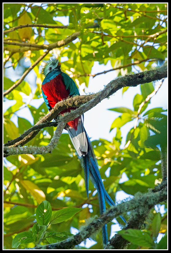 Norfolk County Naturalist: Resplendent Quetzal !!! - Feb 3rd, 2013