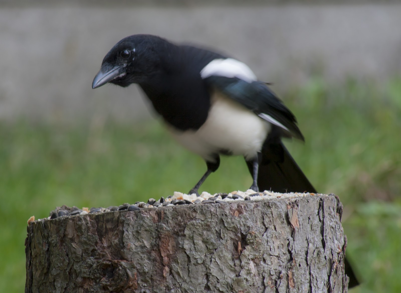 Las Mira: Uskrzydlony bandyta - Sroka