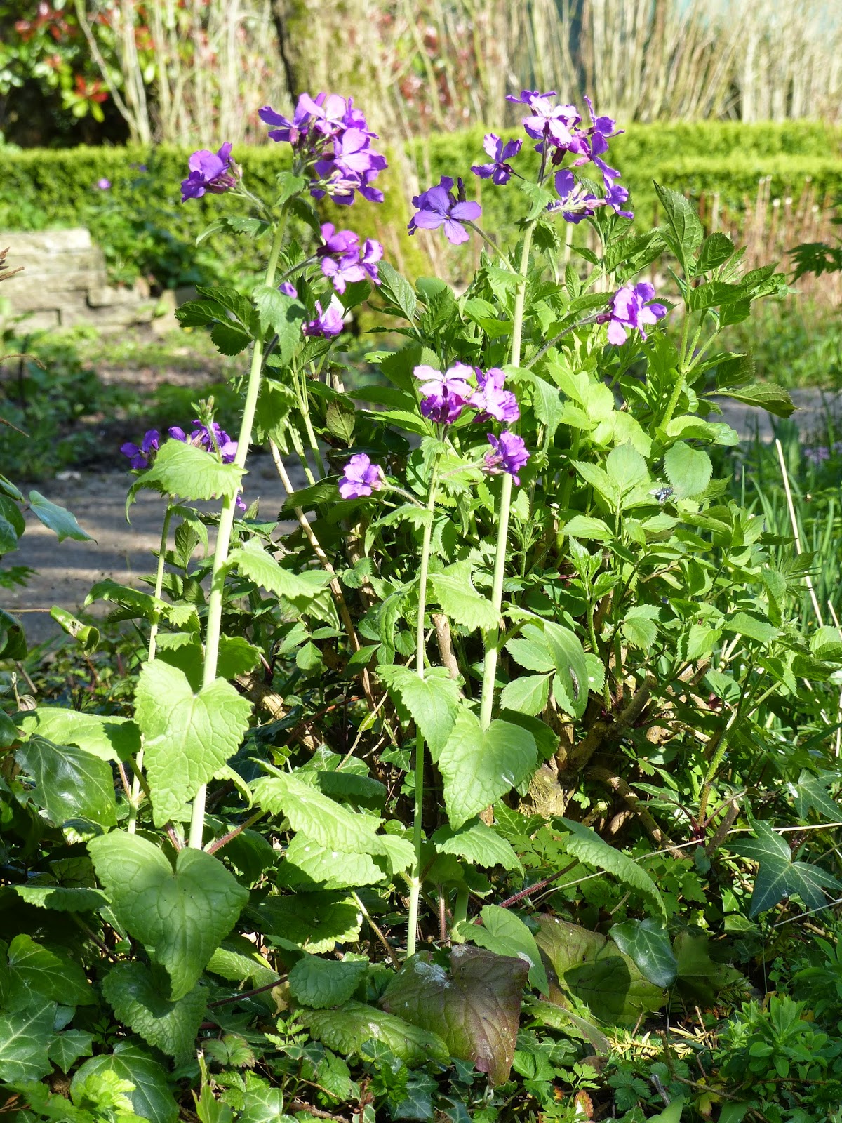 Lunaria annua | Wild flowers of Europe by Anita Beijer