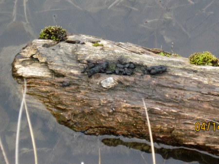 Bob's Spring Journal: Jun 6, 2012