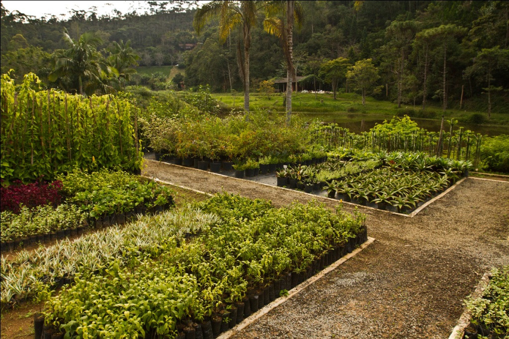 HORTO BREJAL: SOBRE O HORTO