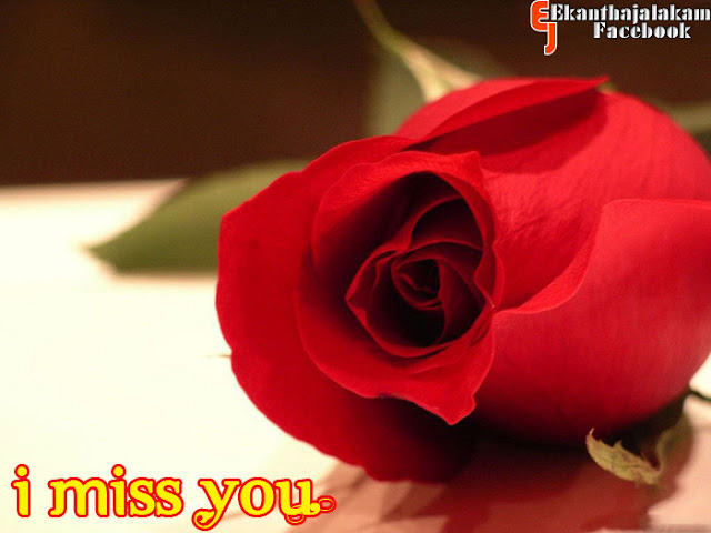Lovely Quotes For You: I Miss You in Cute Rose Flower New Images 2013