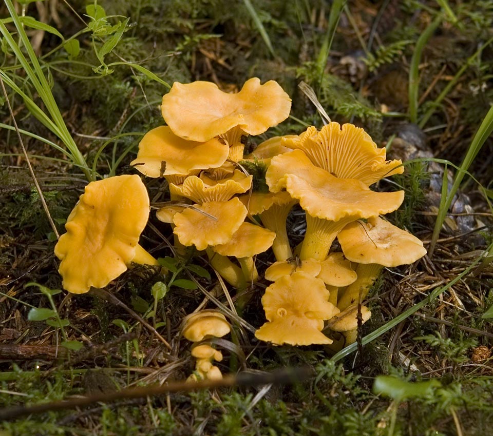 FRA JORD TIL BORD: Skogen full av kantarell