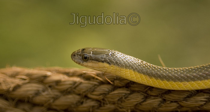 Reptile Research and Conservation Trust Of India: 30 Species Of Indian ...