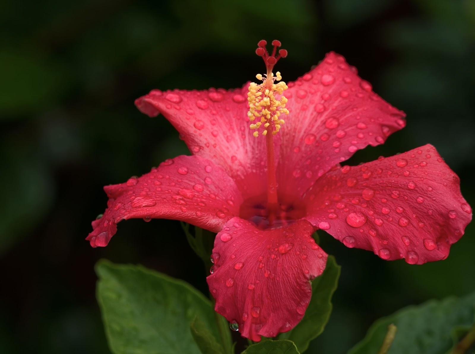 Lily Silver's Romancing History: The beautiful side of Paradise ...