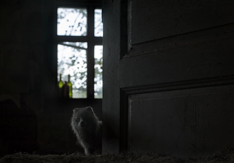 Wild animals in abandoned house (20 pics) | Amazing Creatures