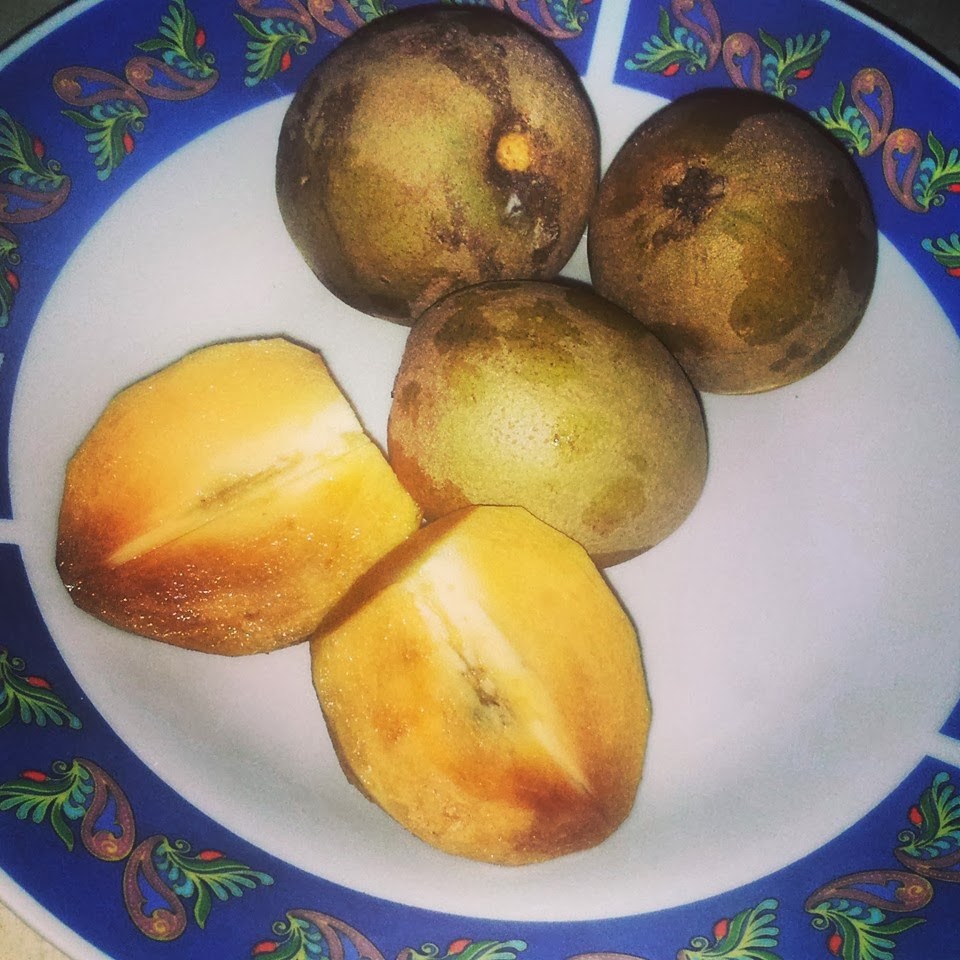 fairusmamat.com: BUAH CIKU