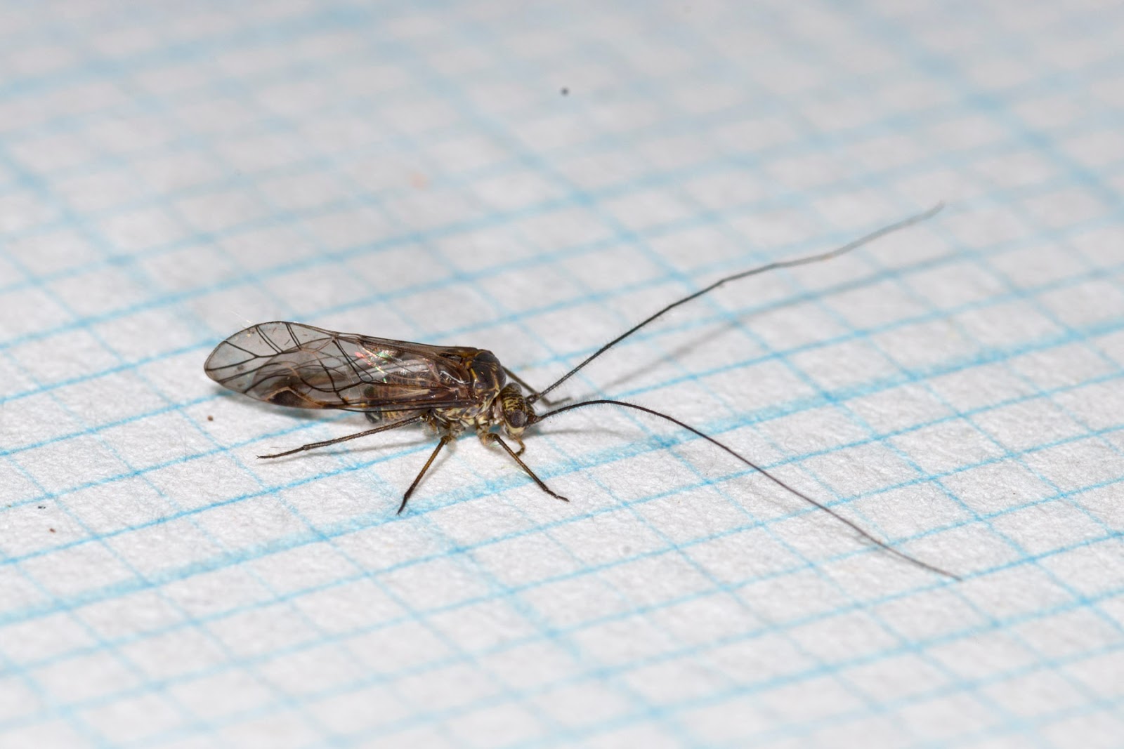 East Glamorgan Wildlife: Psocoptera (Barkfly) query