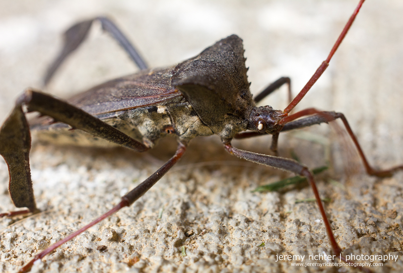 jeremy richter | photography :: blog: Acanthocephela Declivis, A Giant ...