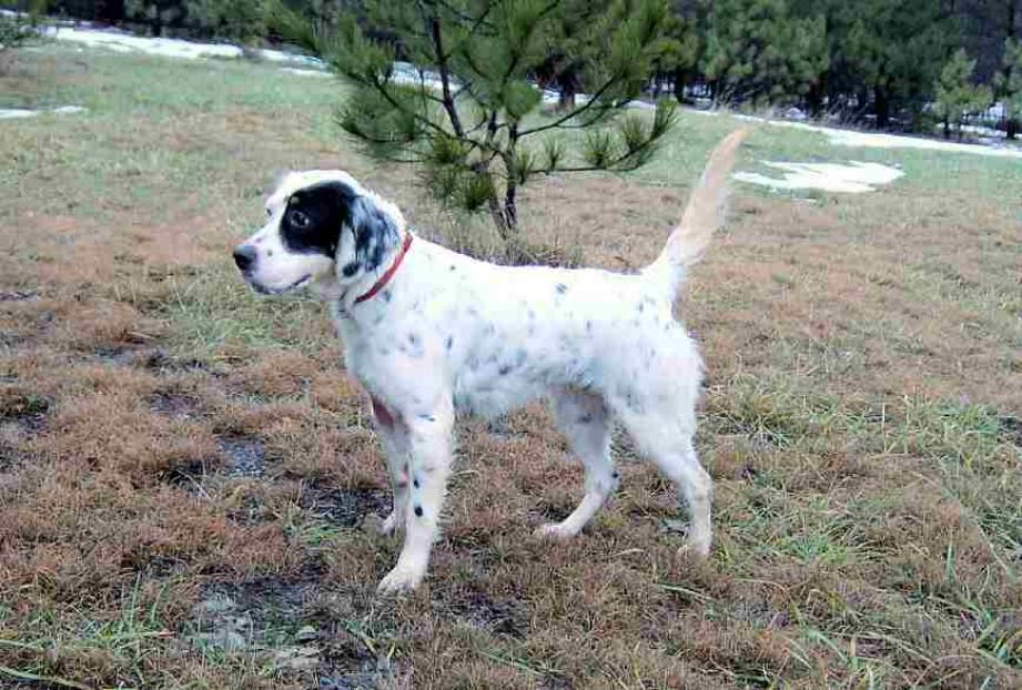 Puppy Pictures and Gallery: English Setter Puppy Pictures