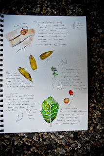 Our Nature Journals Lately