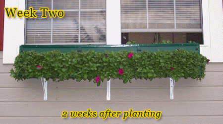 bloommaster: Welcome to Bloom Master Australia