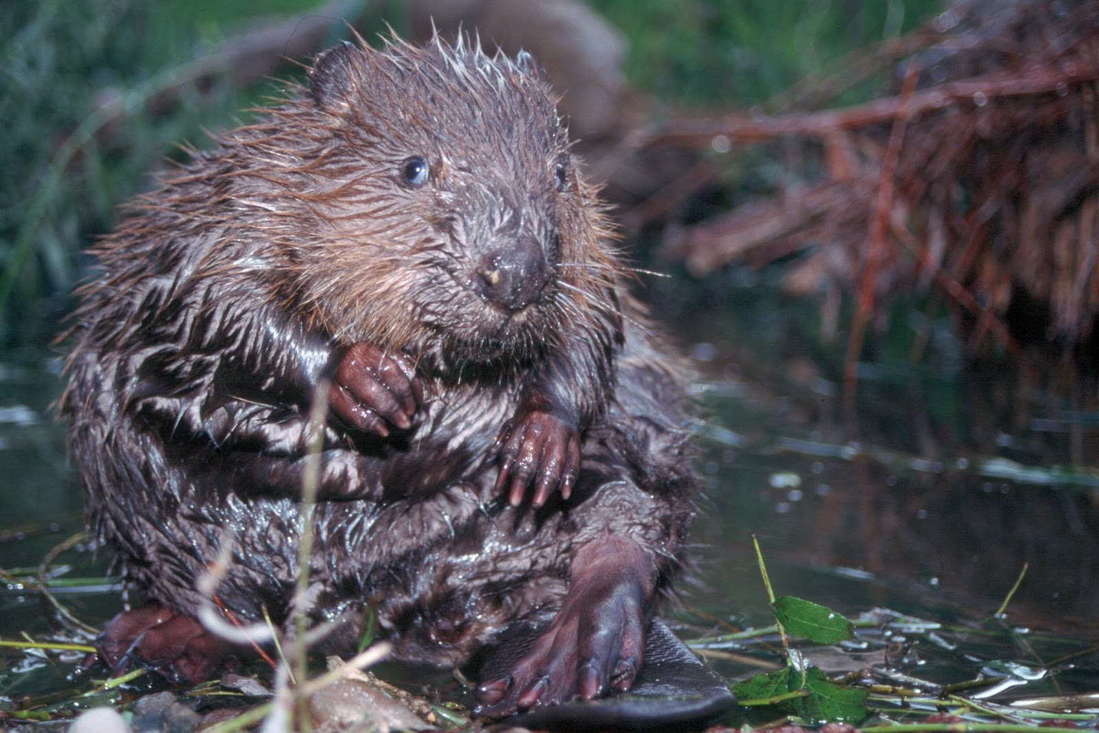 Der Museumsblog: Biber