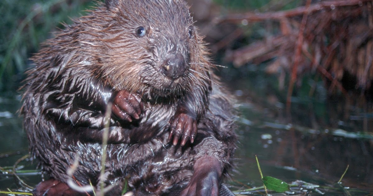 Der Museumsblog: Biber