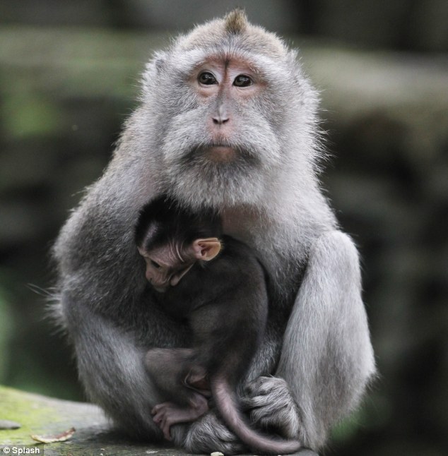Ouch! Newborn monkey gives a painful looking tug on mum but he's just ...