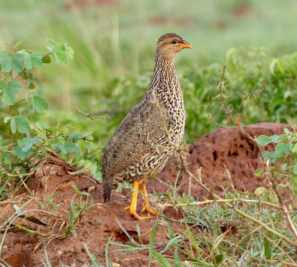 Bukoba Steve's Uganda birding blog