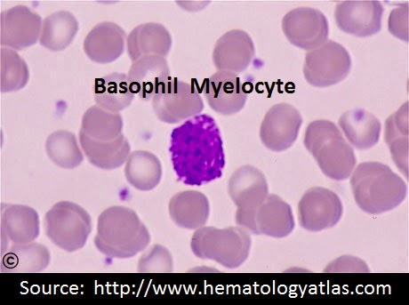 Lab Atlas: Basophil Myelocyte
