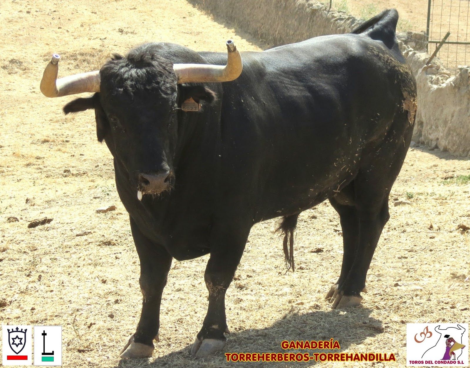 TOROS DEL CONDADO S.L: PROXIMAMENTE.... GRAN CORRIDA DE TOROS ...
