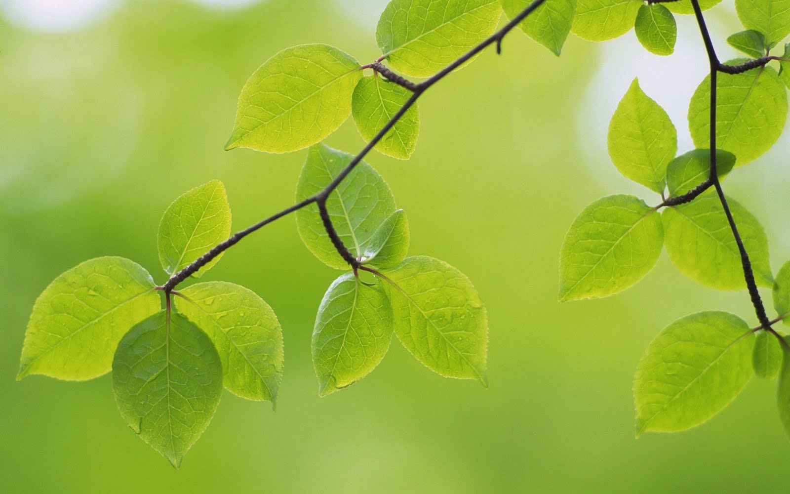 Free Wallpapers Collection: Green Leaf High Definition High Quality ...