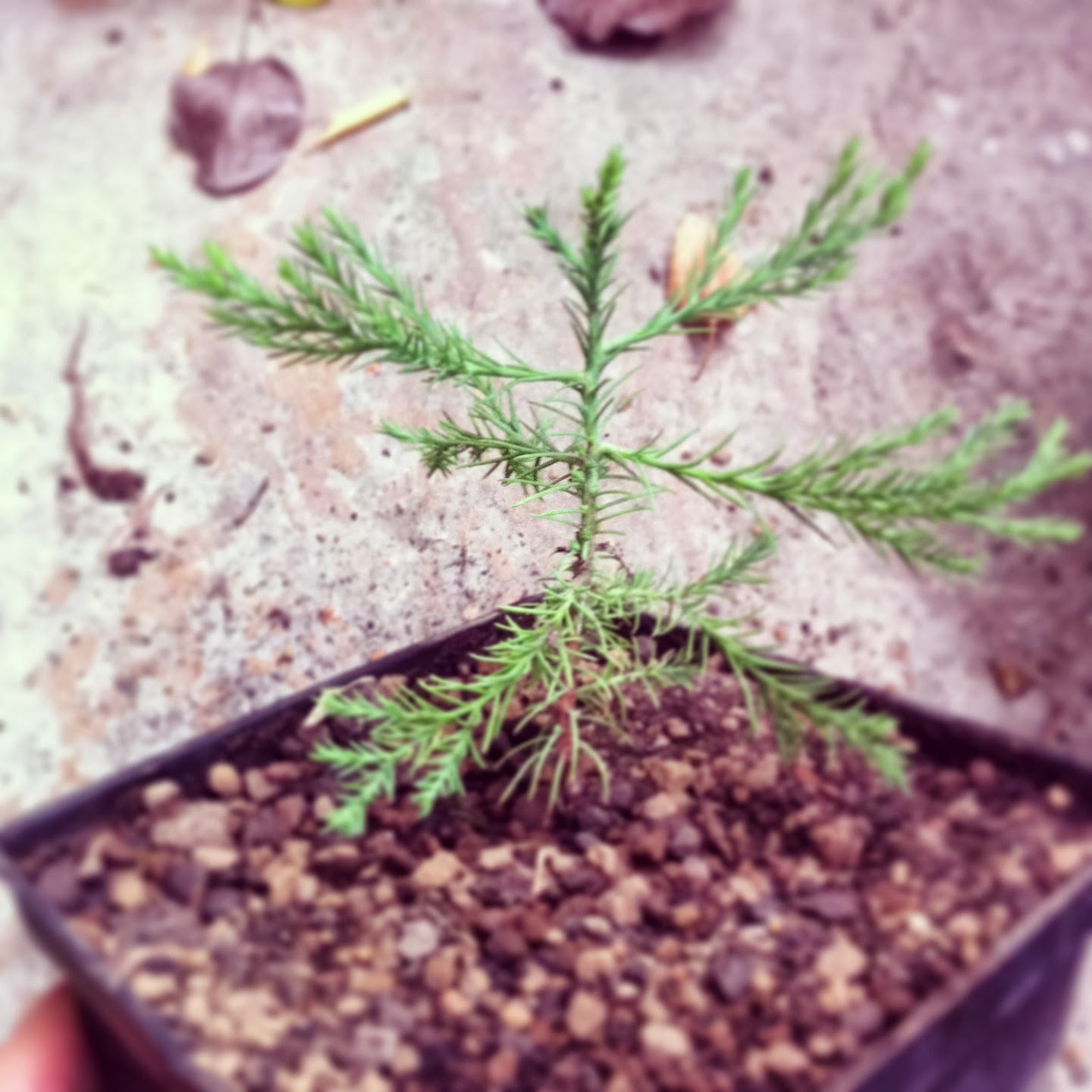 Viskas apie bonsai medelius: Mamutmedis (Sequoiadendron giganteum) rudenį
