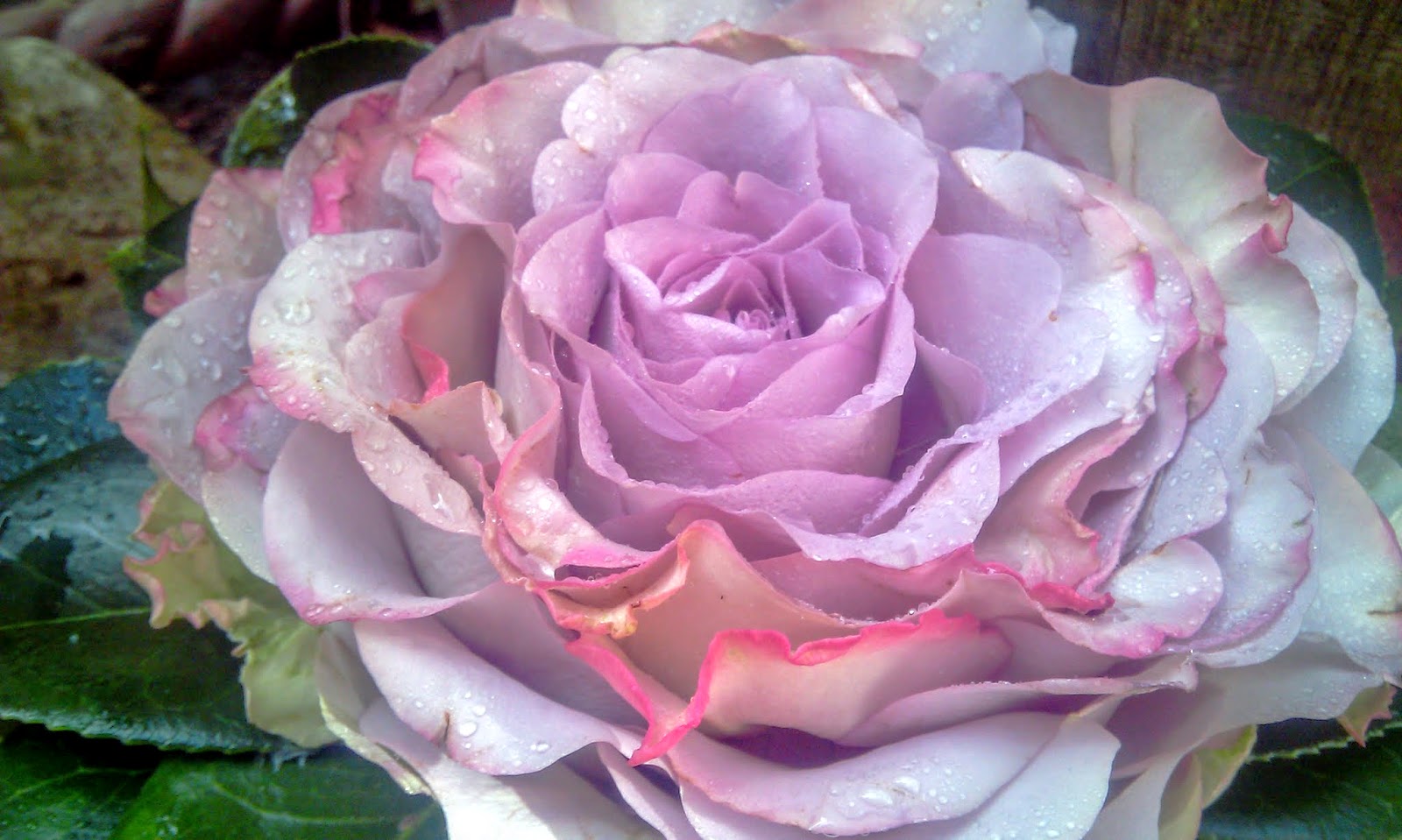 Gild the Lily Florist: Carmen Rose