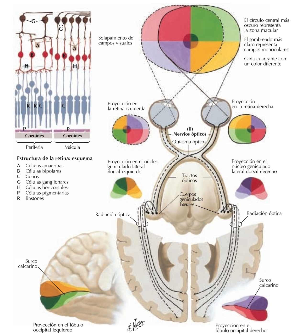 DESARROLLO VISUAL Y OCULAR: Desarrollo visuoperceptual.