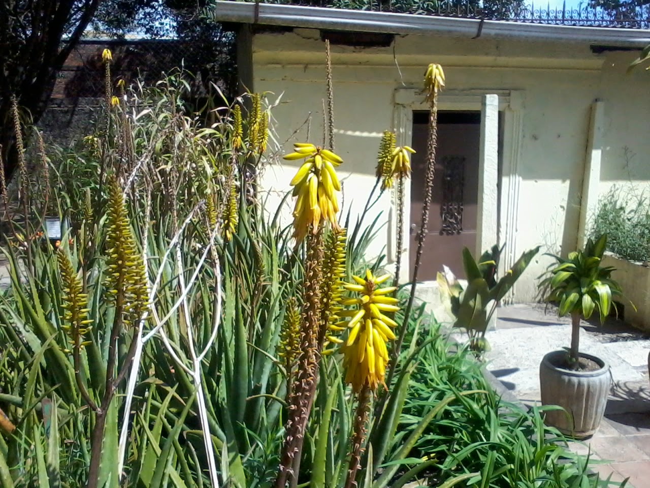 Inflorescencias : Clasificación de las inflorescencias indeterminadas ...