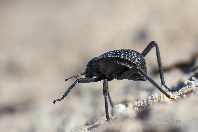 Kuwait Birding: A mega in the South