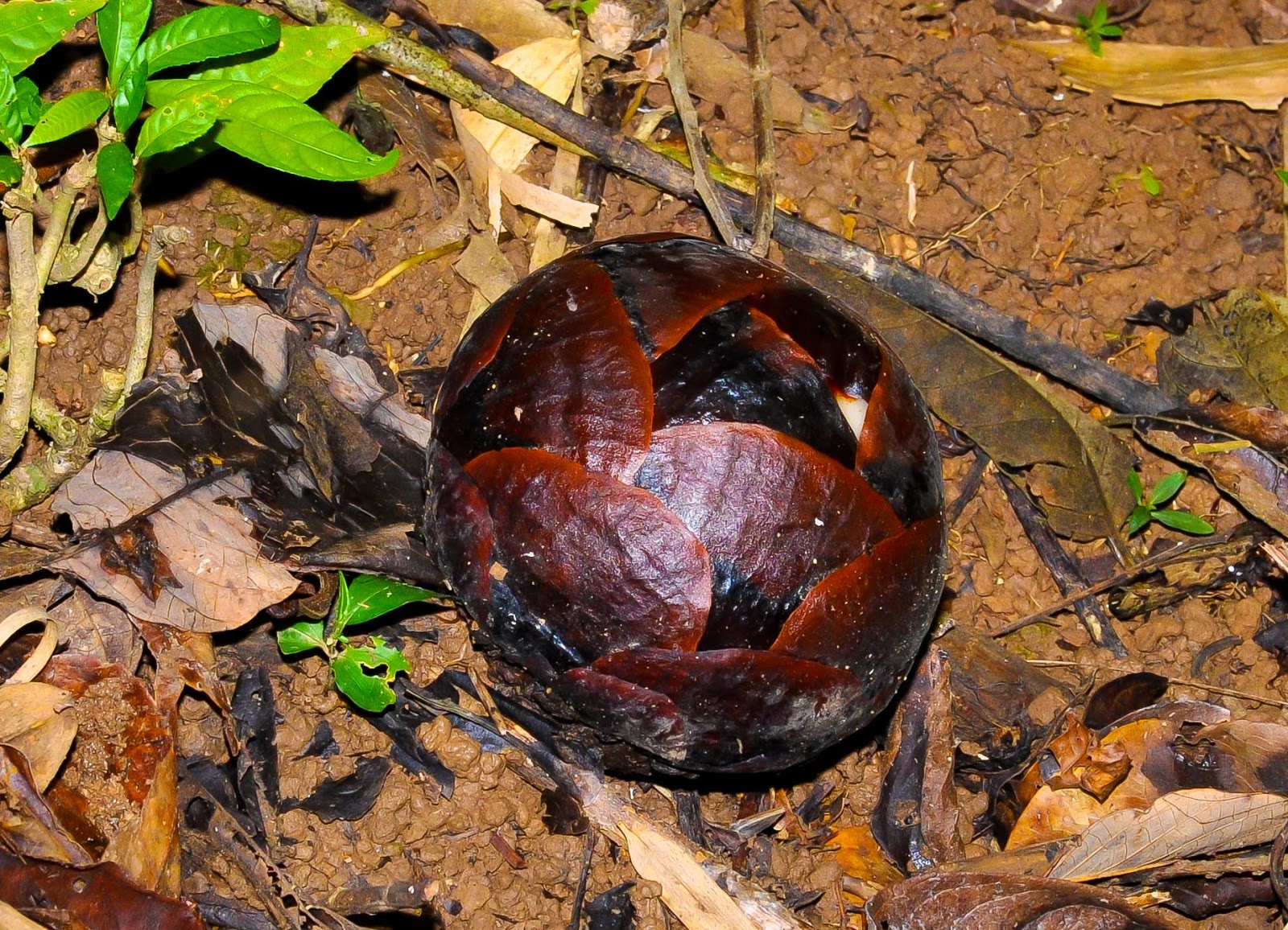 Zoologist (Ahli Zoologi): The Spectacular Rafflesia