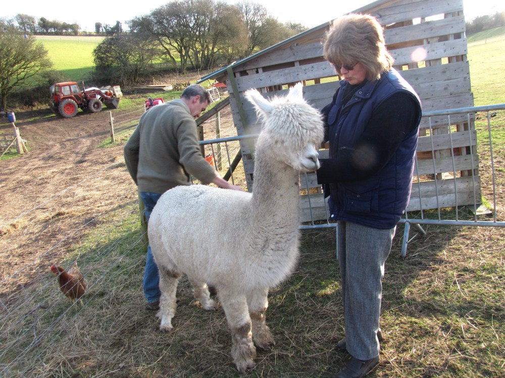 Westhill Alpacas: Twinkle and toes