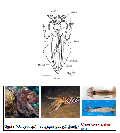 My Creativity: Filum Mollusca