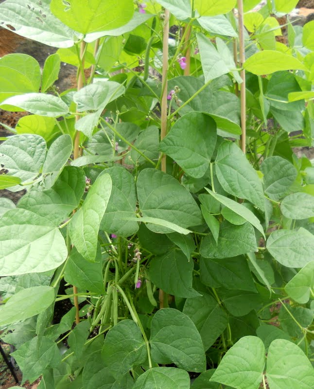 A Kitchen Garden in Kihei Maui: Growing High & Low Desert Heirloom Beans