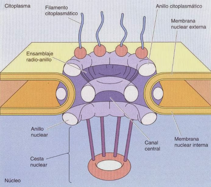 I.E.S. EL ALAMO BIOLOGÍA 2º BACHILLERATO: COMPLEJO DEL PORO NUCLEAR