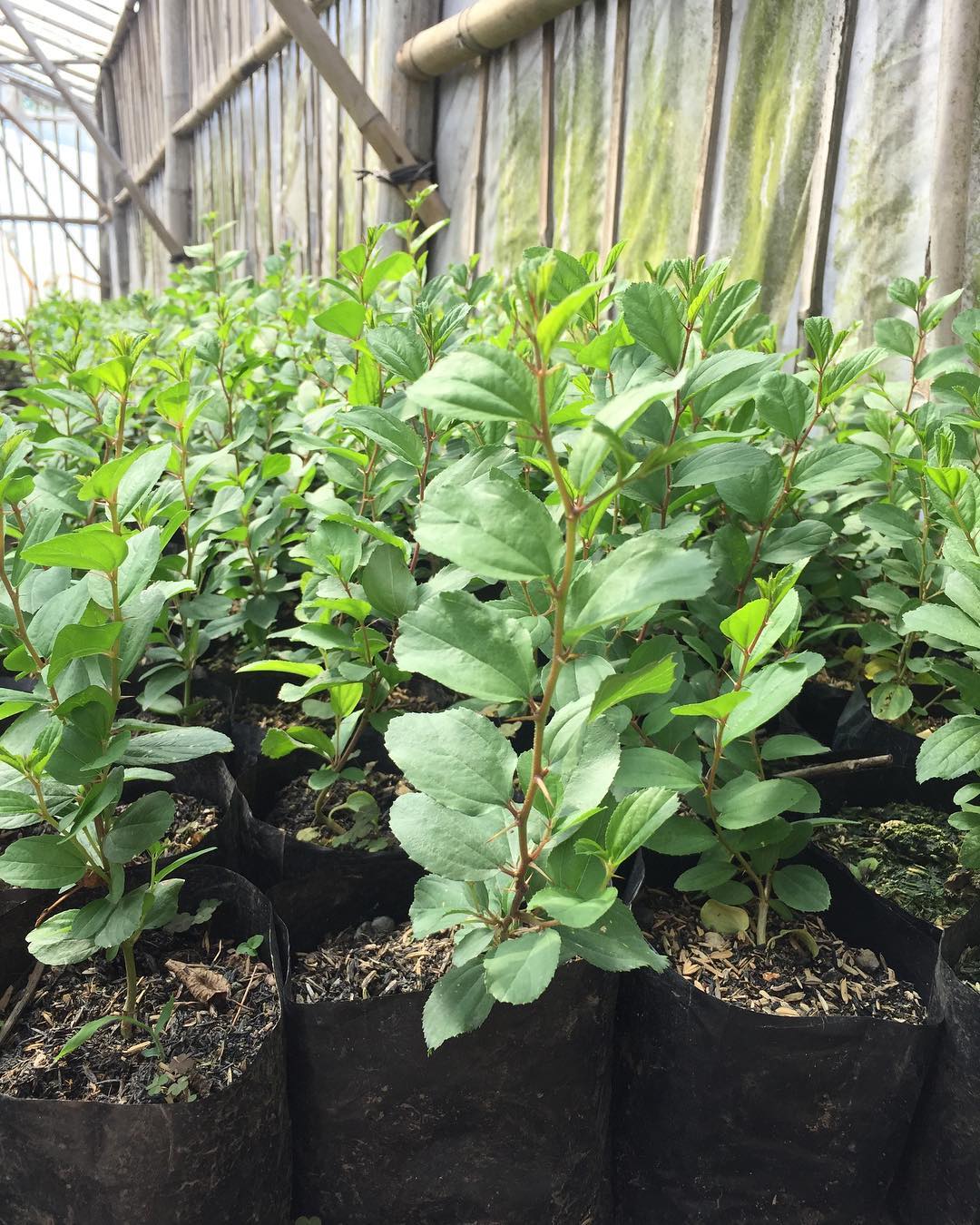 Buah Pohon Bidara Arab Asli Jual Tanaman Pohon Bidara Arab As Sidr Di ...