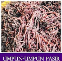 Laman Pengail: CARA MENCARI UMPUN-UMPUN