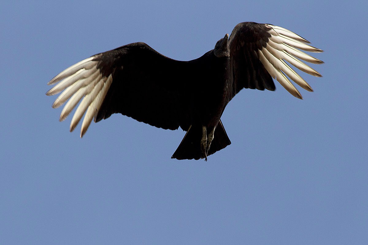 Ann Brokelman Photography: Black Vulture in Titusville, Florida, 2014