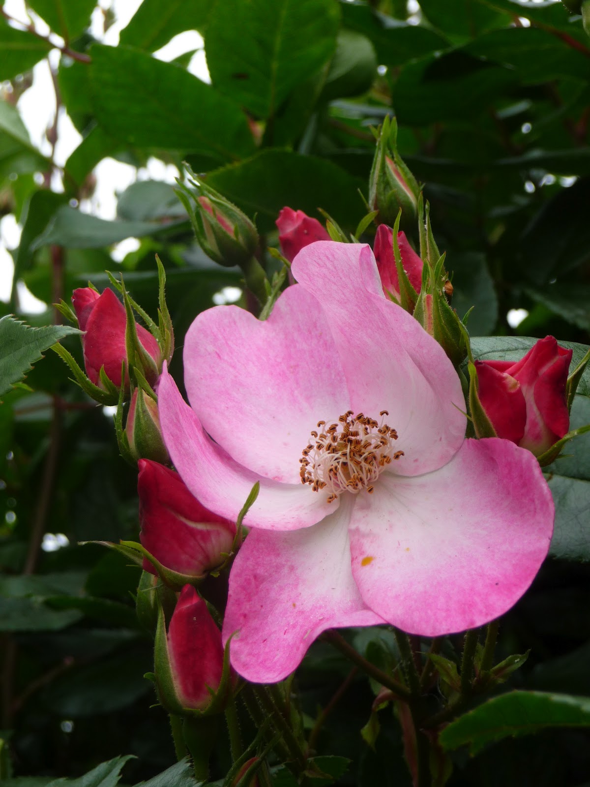 Ma Terre de Bruyère: Impossible de rater ces floraisons