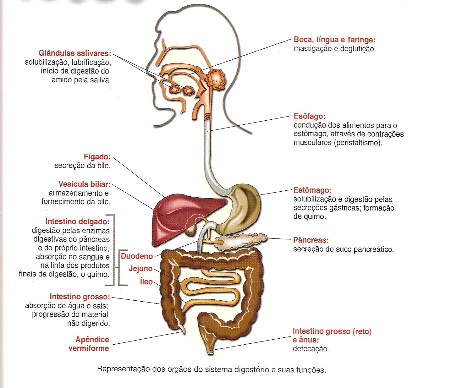 Professora Andreane: Sistema Digestório