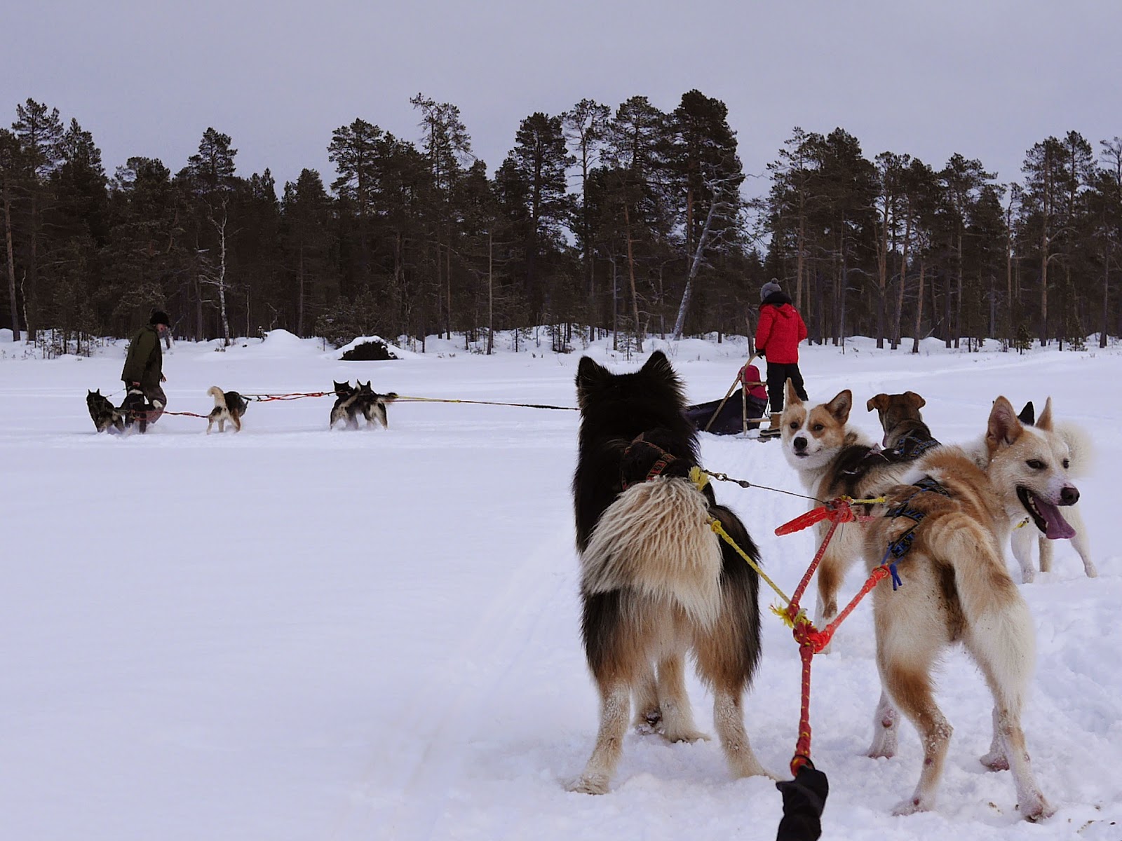 Jamie: Husky Dog Sledding in Finland